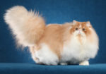 Meet The Persian Cat Breed The Original Aristocat Way Of Cats