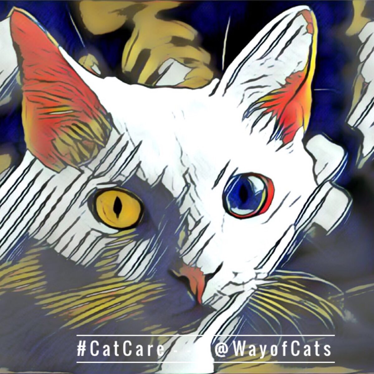 odd-eyed-cats-have-two-different-eye-colors-way-of-cats
