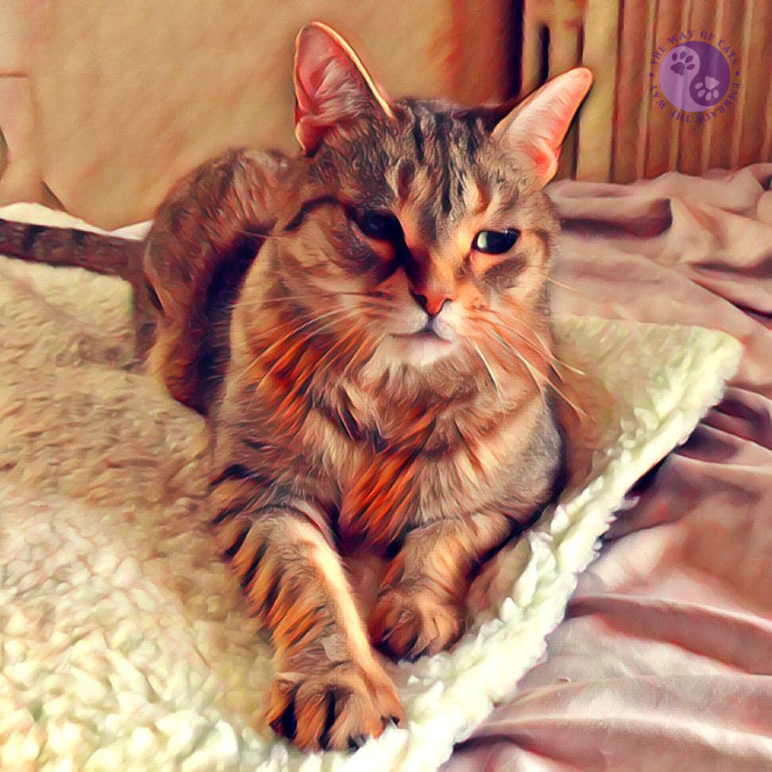 Easy Cat