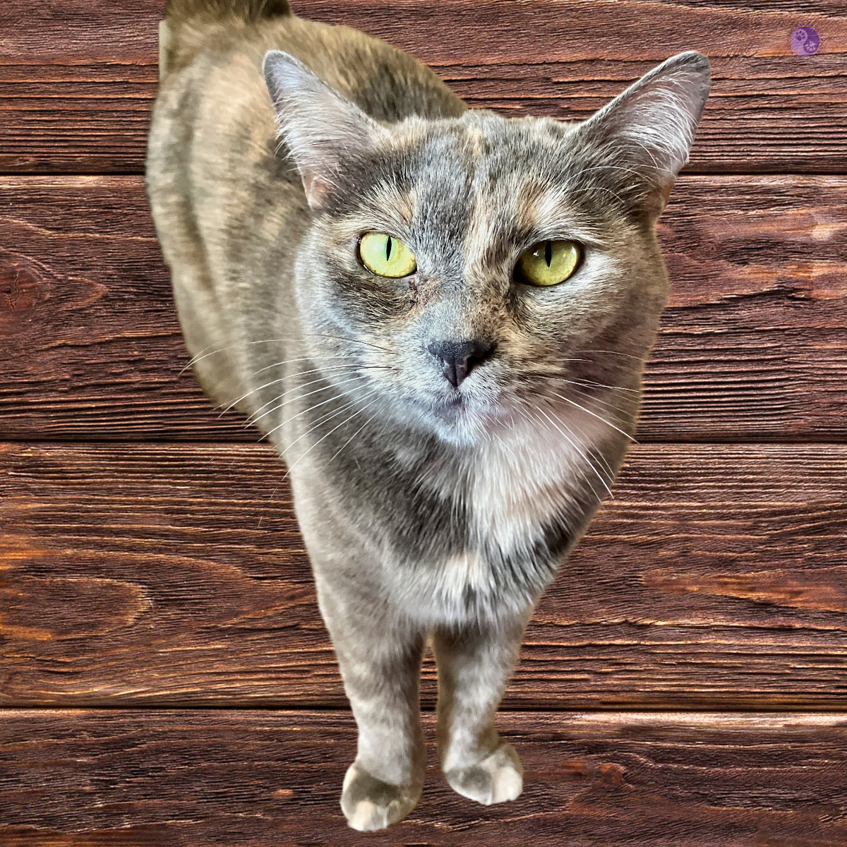 Are females just fussier? - Dear Pammy at the Way of Cats