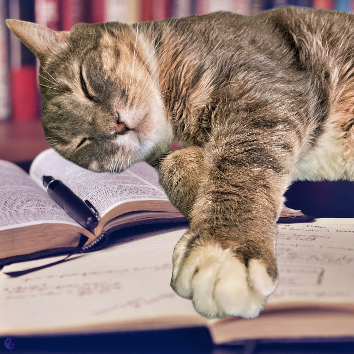 Cats Who Love Learning are looking for mental thrills. - Brains at the ...