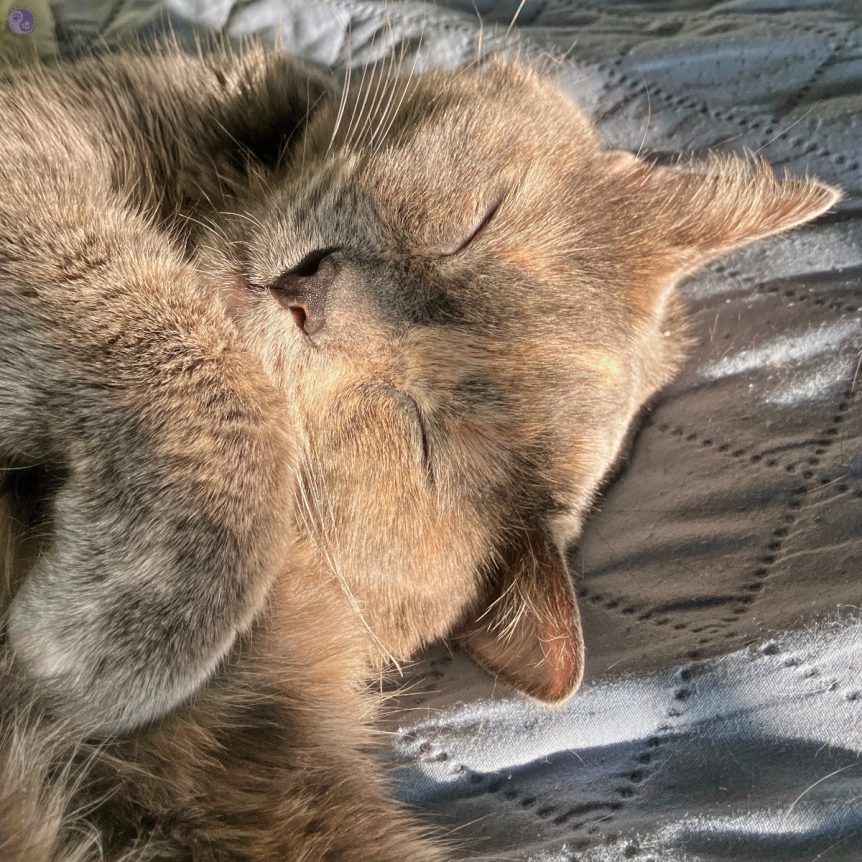 Cats Who Earn Titles understand their social responsibility. - Roles at ...